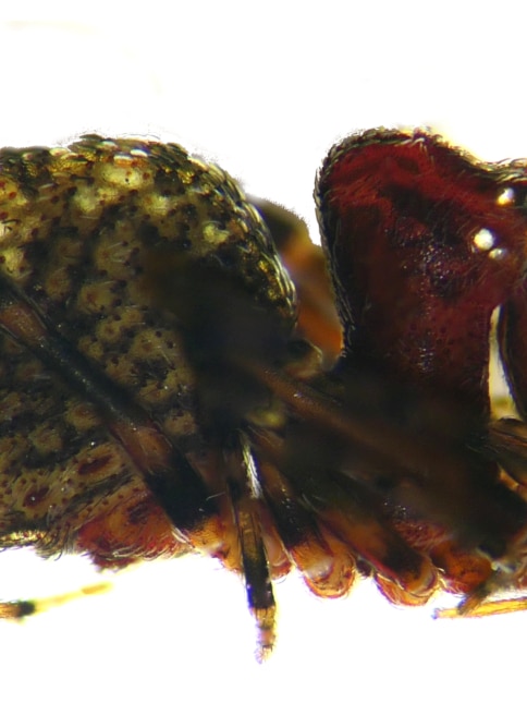 'We had just about given up hope': Ancient assassin spider survived ...