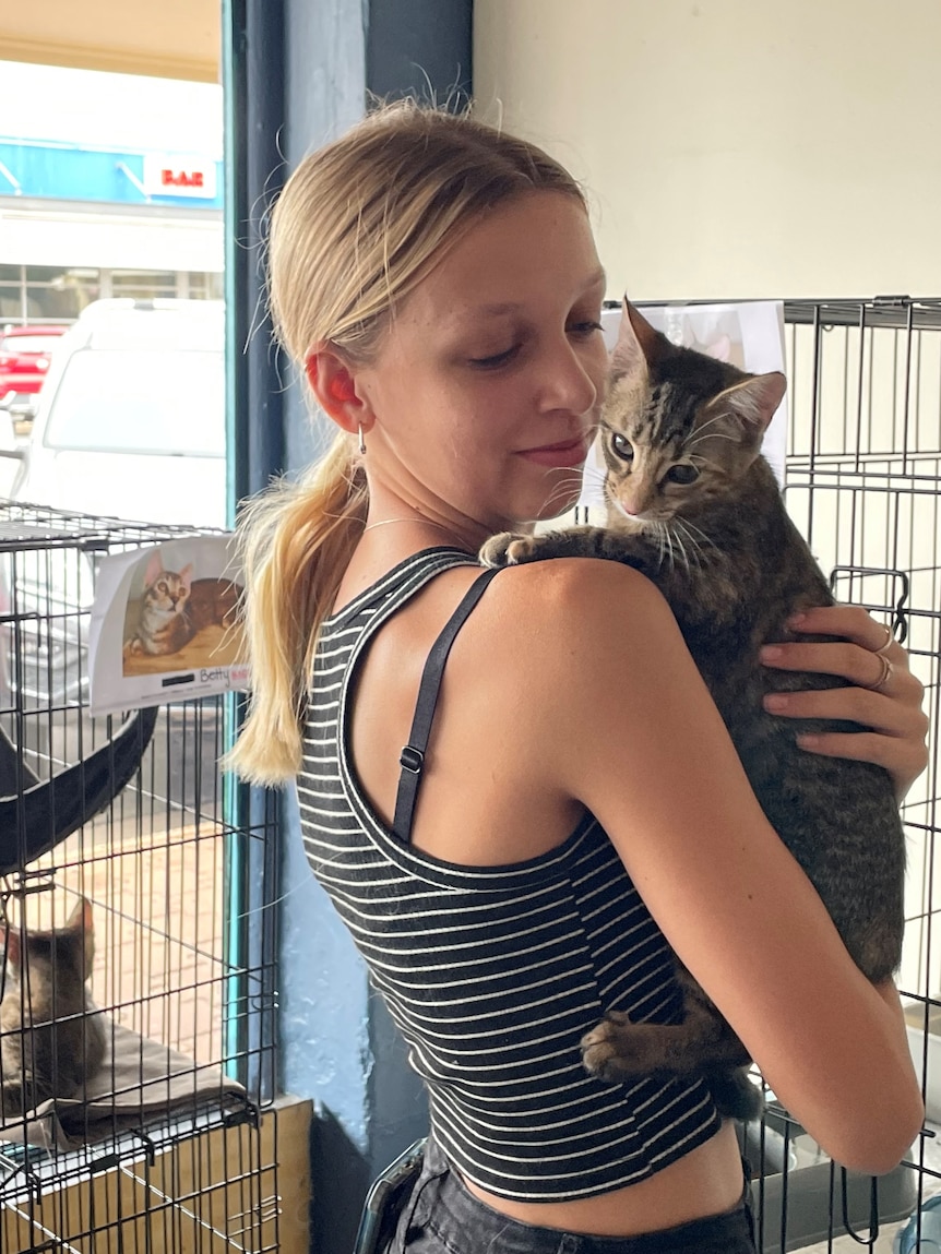 Struggling SA cat rescuers urge owners to desex pets as yearly peak ...